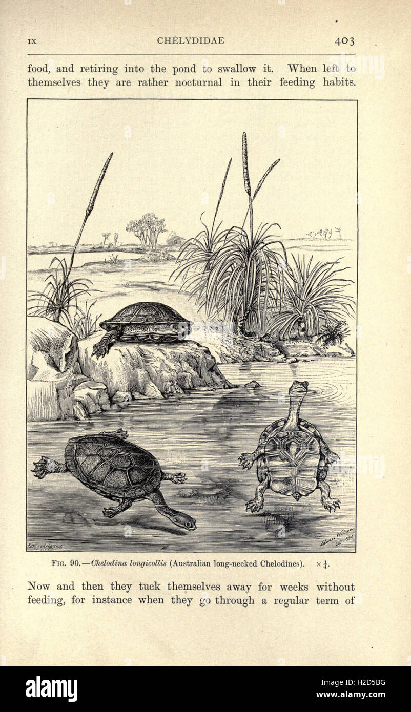 A study of amphibians and reptiles, detailing their characteristics ...