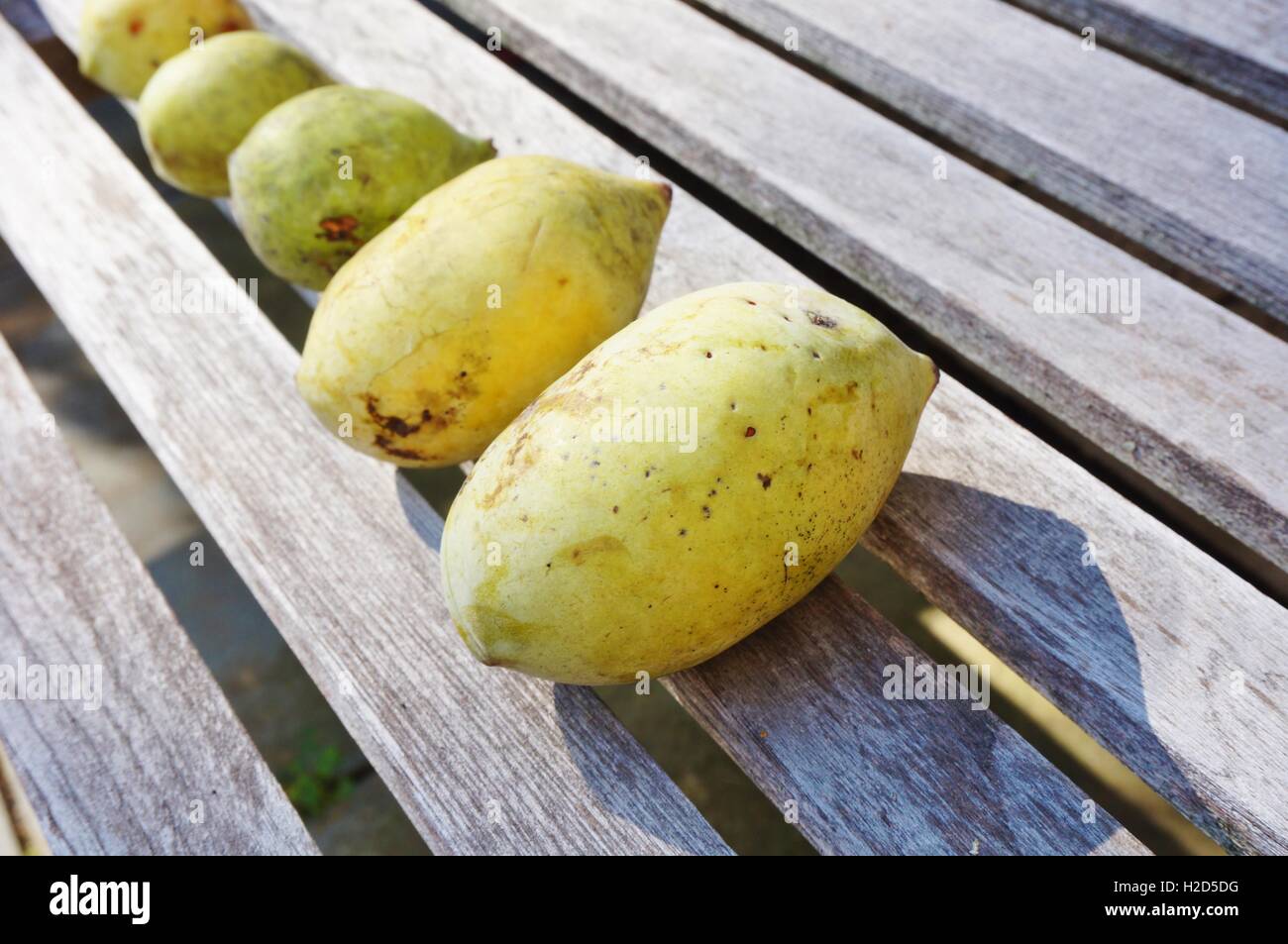 Freshly picked fruit of the common pawpaw (asimina triloba), also ...