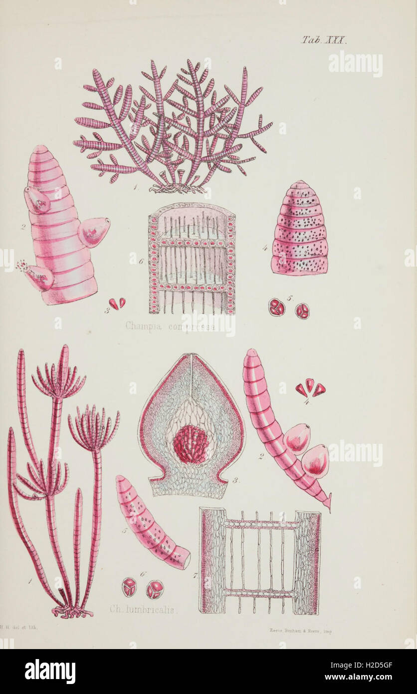 This work explores the algae species of the Southern Ocean ...