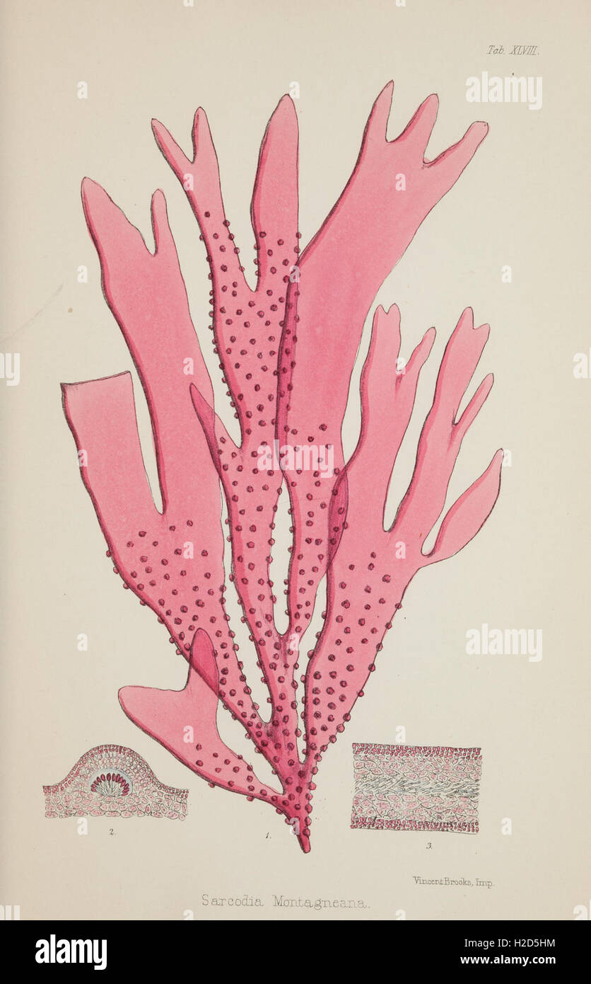 This work explores the algae species found in the Southern Ocean ...