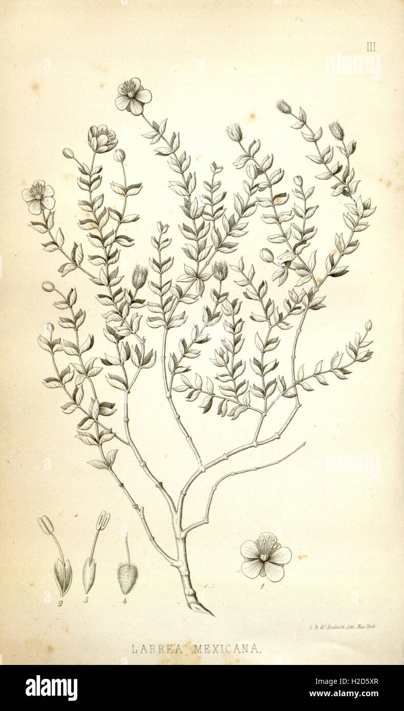 This document contains military reconnaissance notes, providing ...