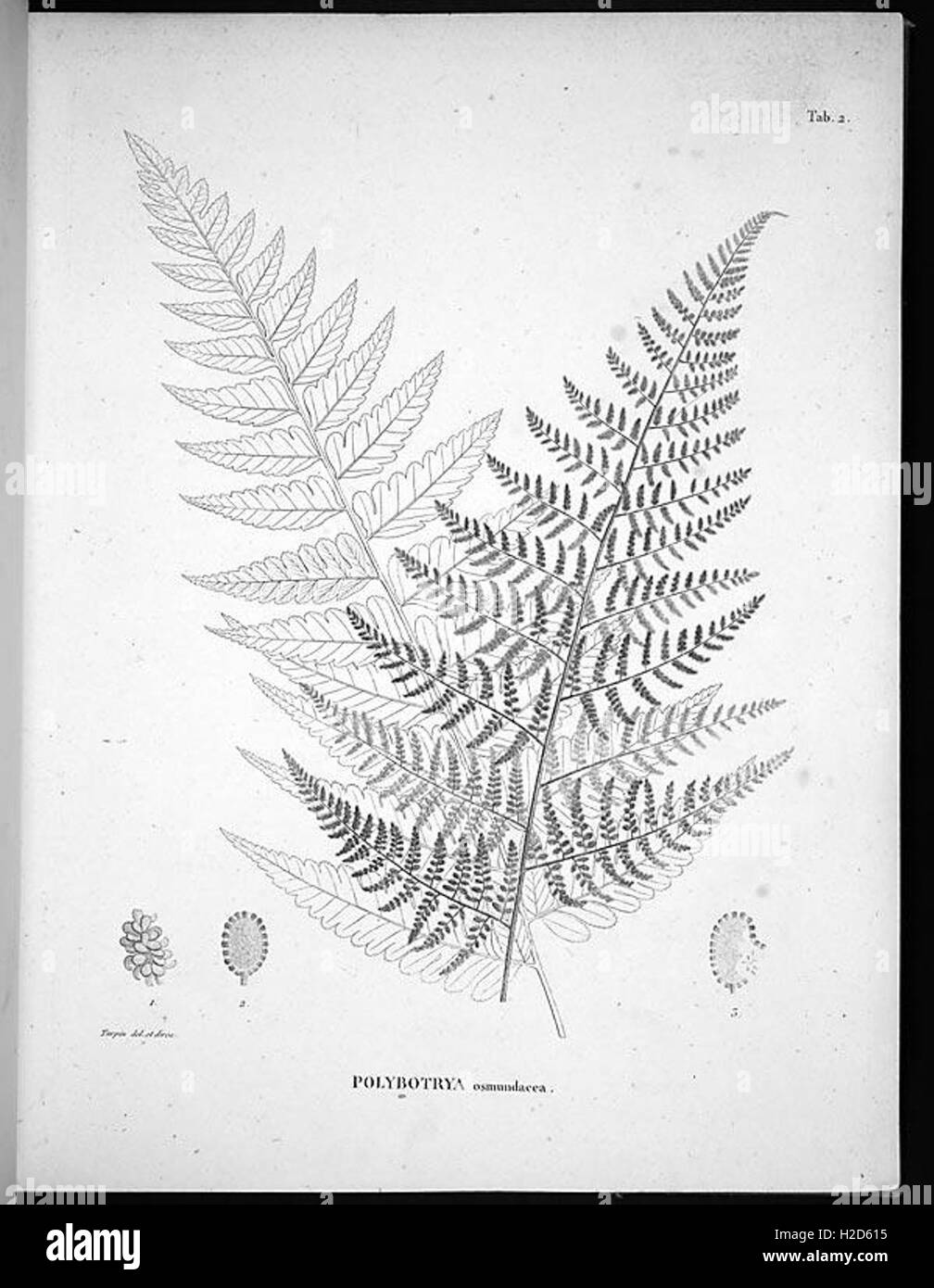 This work describes newly discovered plant genera and species ...