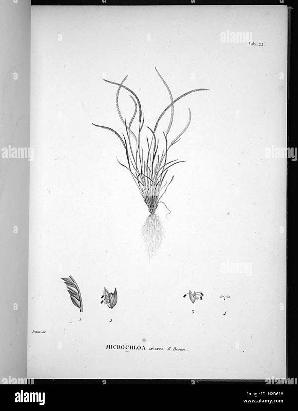 A botanical catalog detailing new plant genera and species ...