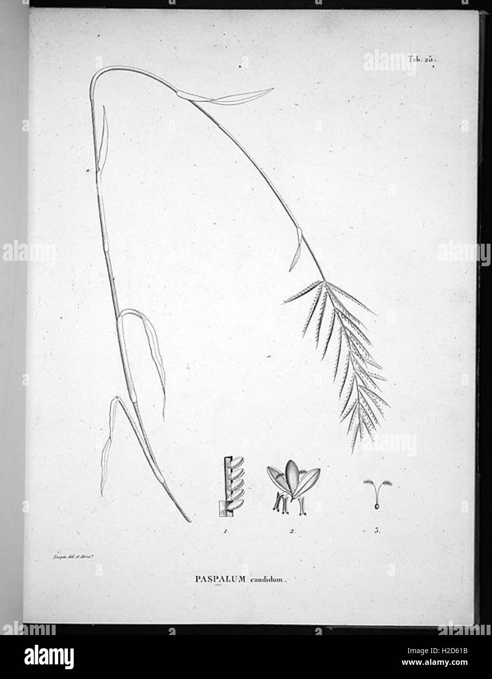 This work introduces new genera and species of plants, providing ...