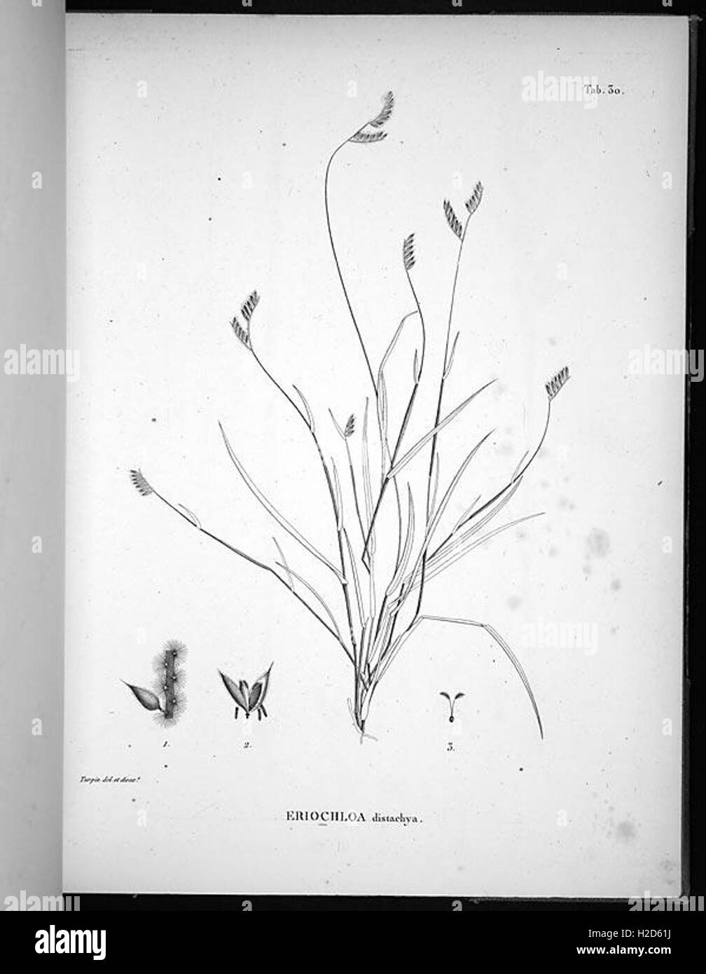 'Nova Genera et Species Plantarum' is a botanical work focusing on the ...