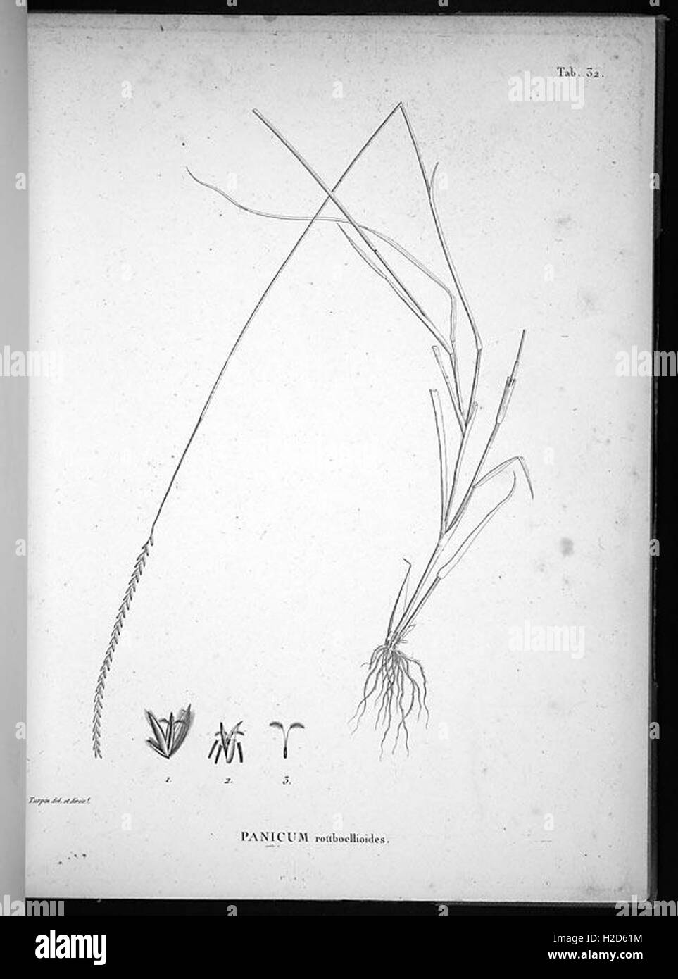 This work catalogs new plant genera and species, focusing on their ...