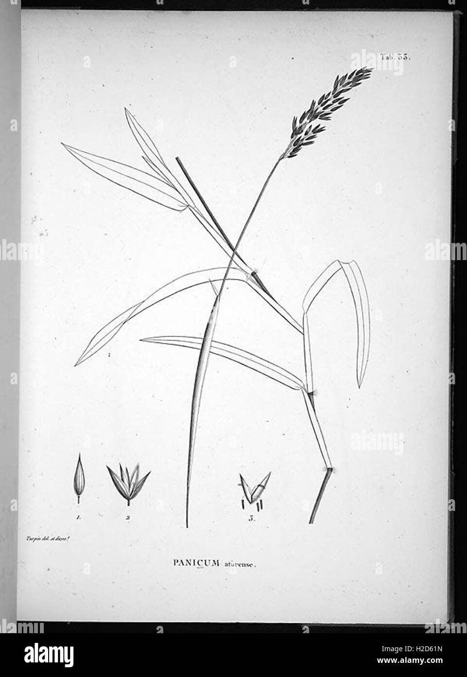 The 'Nova genera et species plantarum' introduces new plant genera and ...