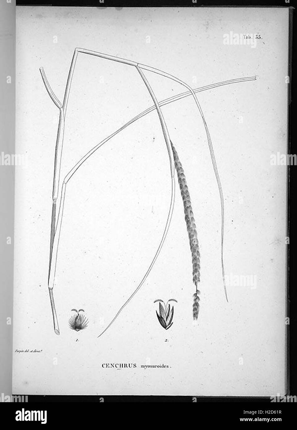 A catalogue of new plant genera and species, documenting the discovery ...