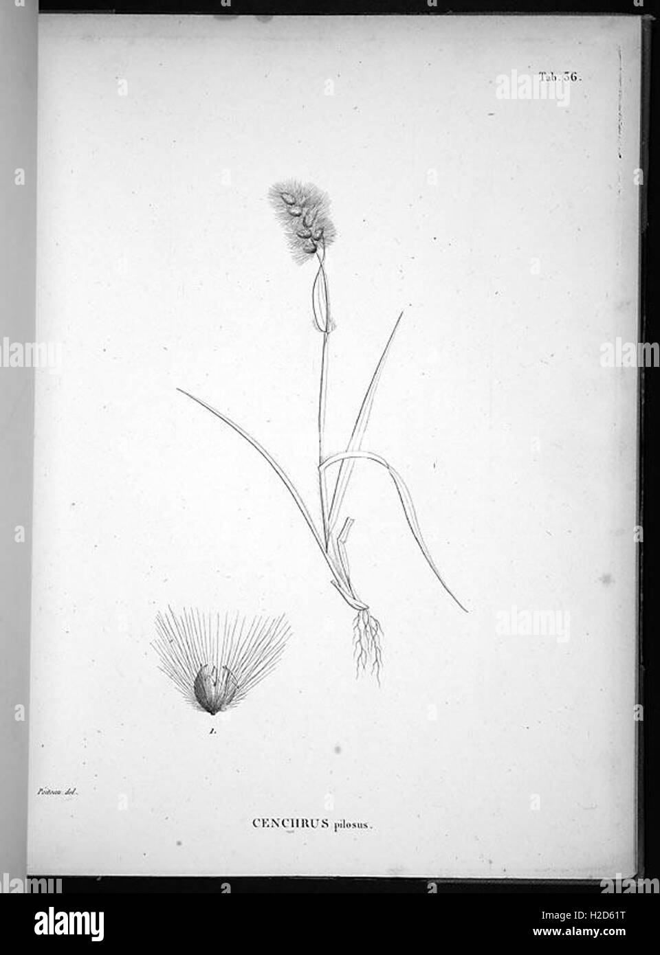 This botanical work introduces new plant genera and species ...