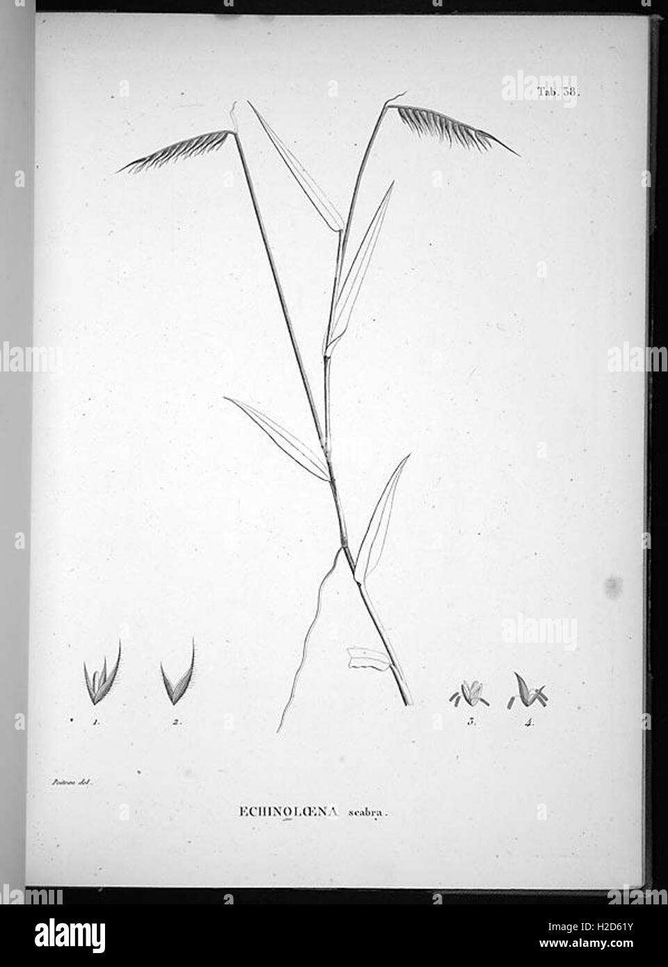 A comprehensive work on new plant species and genera, supported by ...