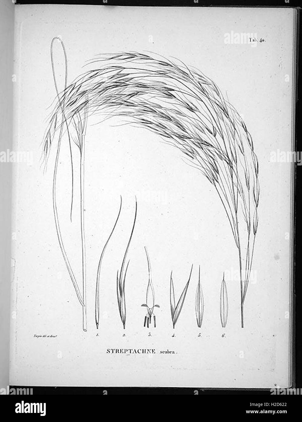 This page from 'Nova Genera et Species Plantarum' features an ...