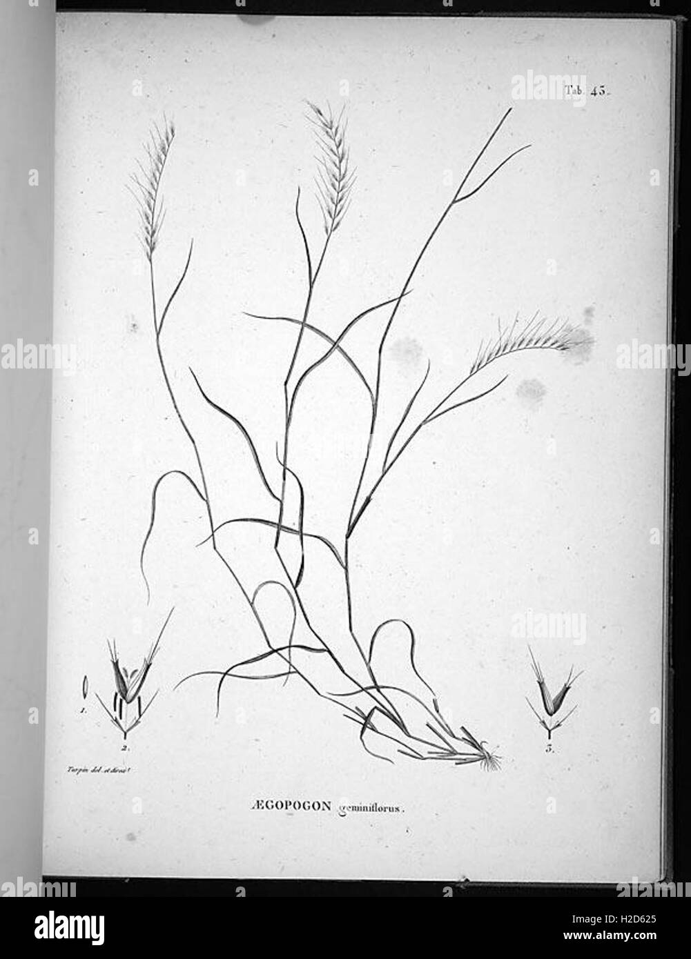 A botanical work cataloging new plant genera and species, with detailed ...