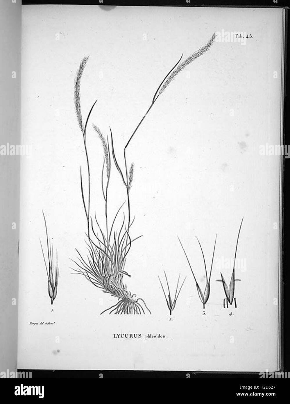 'Nova genera et species plantarum' introduces new plant genera and ...