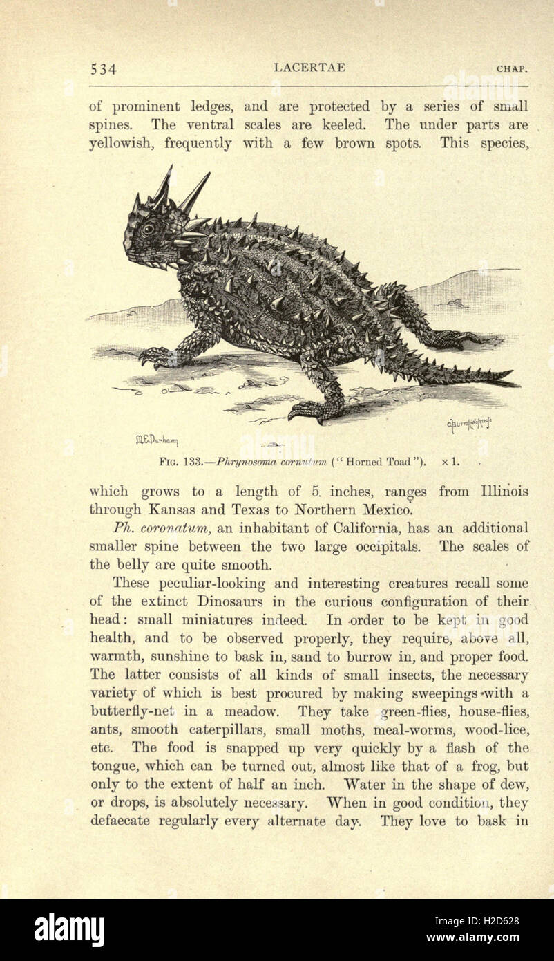 An anatomical and ecological study of amphibians and reptiles ...