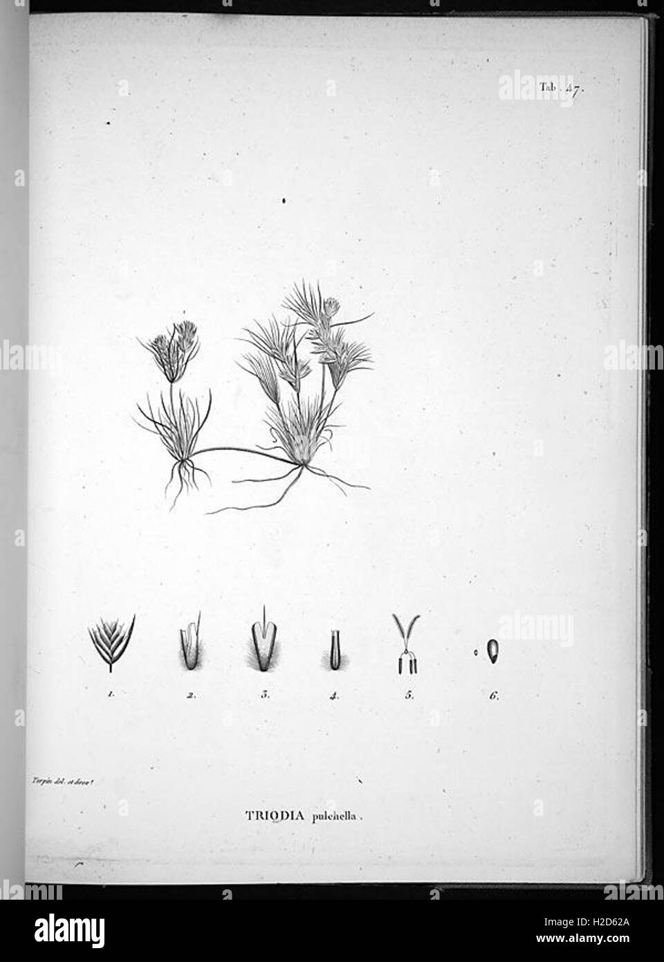 This botanical work introduces new plant genera and species, providing ...