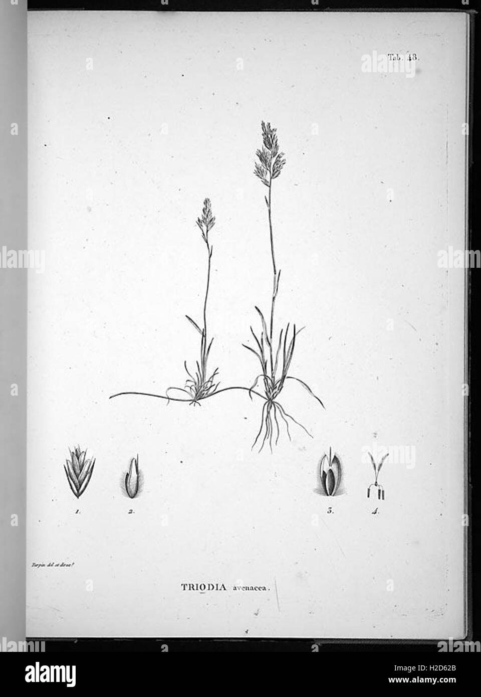 This work, 'Nova genera et species plantarum', is focused on the ...