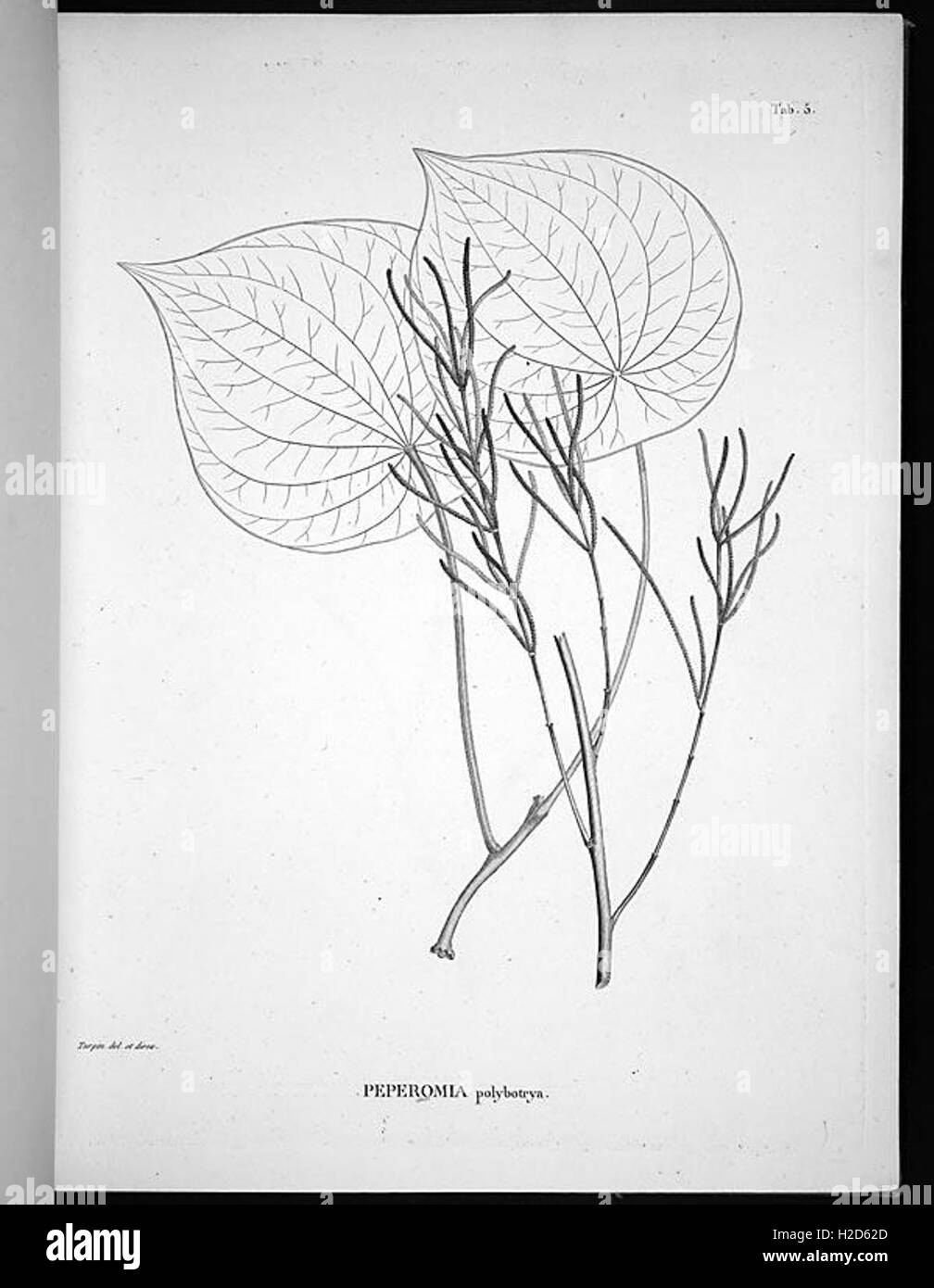 This botanical work introduces new plant genera and species, describing ...