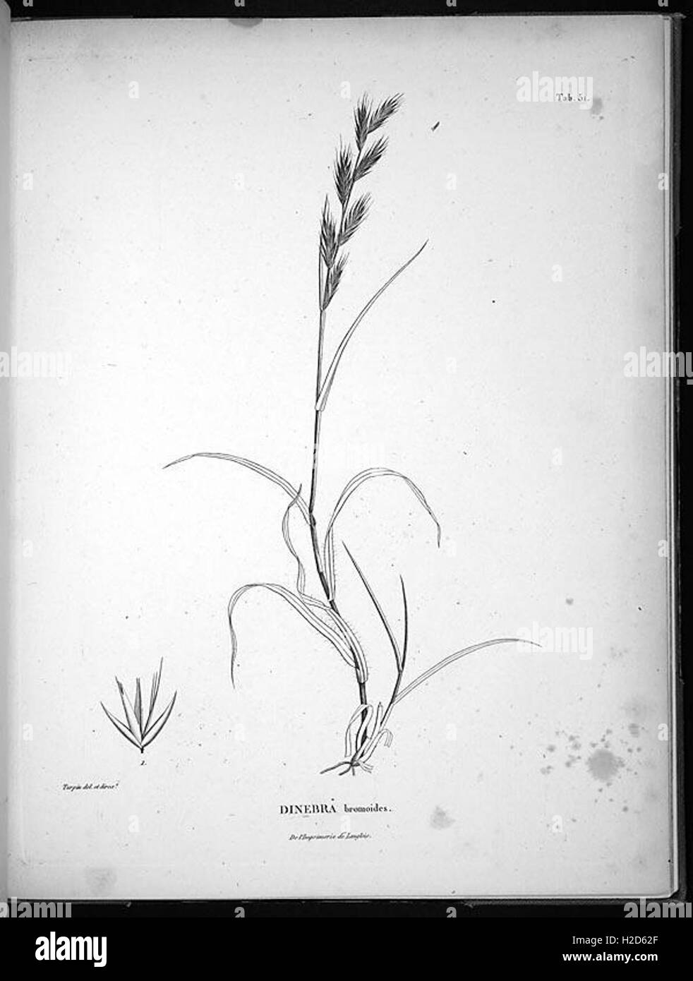 This work catalogues new plant genera and species, contributing to the ...