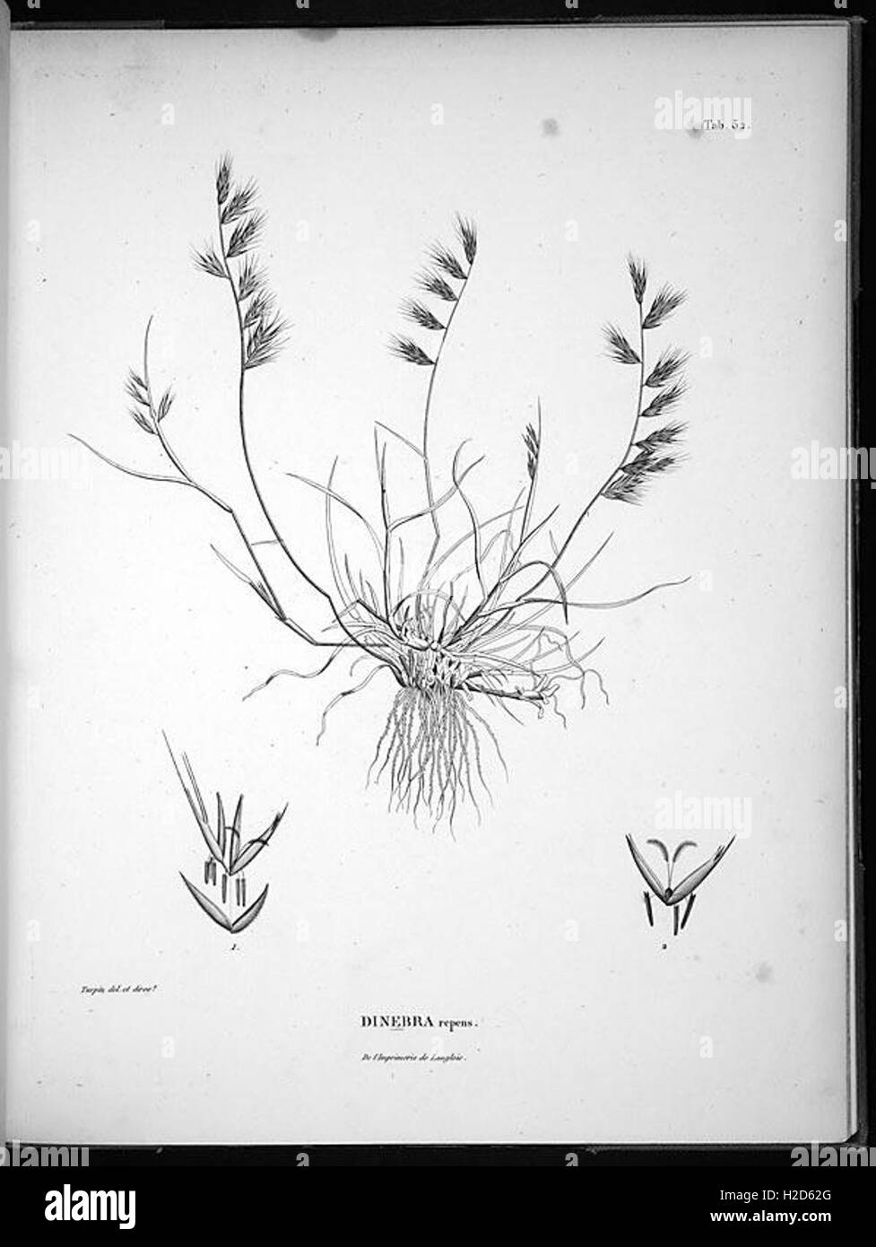 Detailed biological specimens Black and White Stock Photos & Images - Alamy