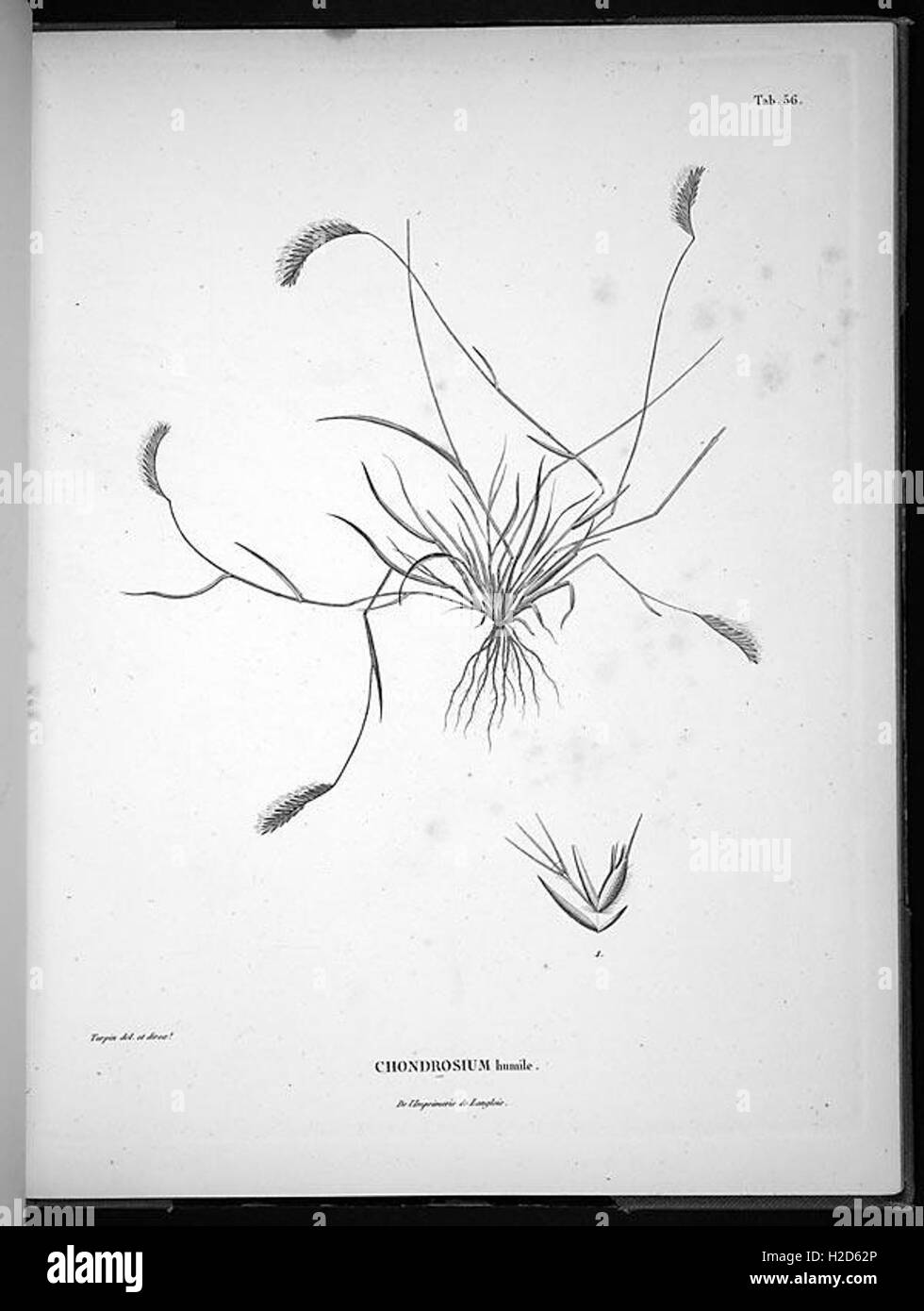 A work documenting new plant genera and species, presenting detailed ...