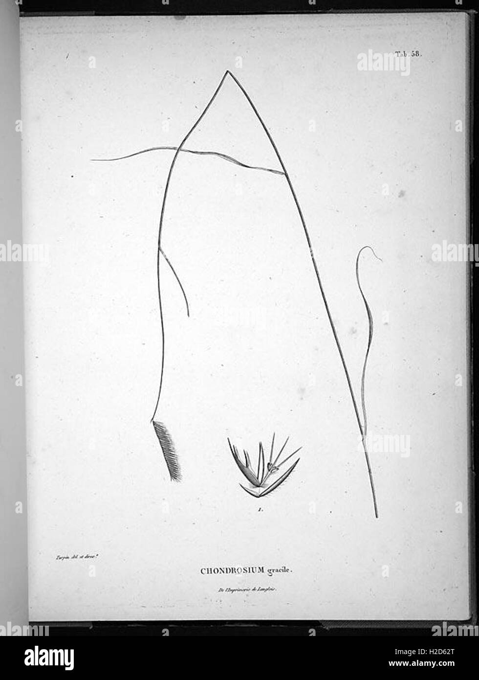 This work details newly discovered plant species and genera, providing ...