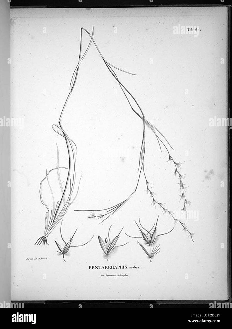 The 'Nova genera et species plantarum' provides a comprehensive listing ...