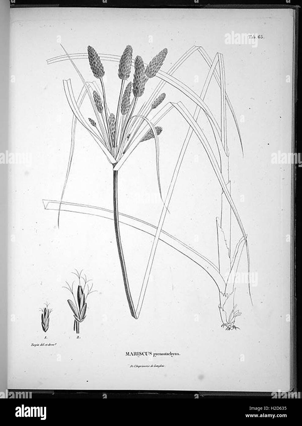 This botanical work introduces new plant genera and species, providing ...
