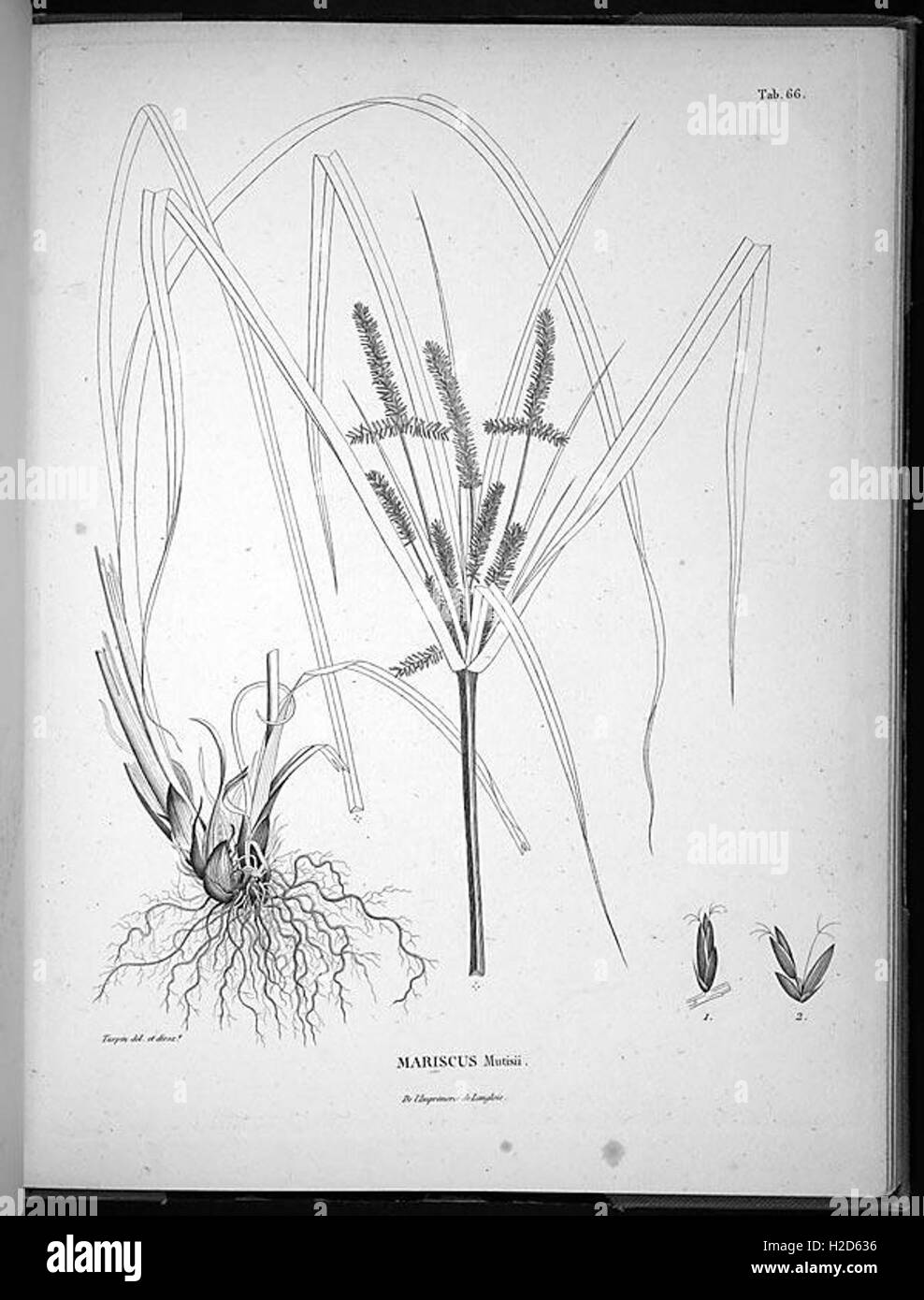 This work introduces new plant genera and species, offering detailed ...