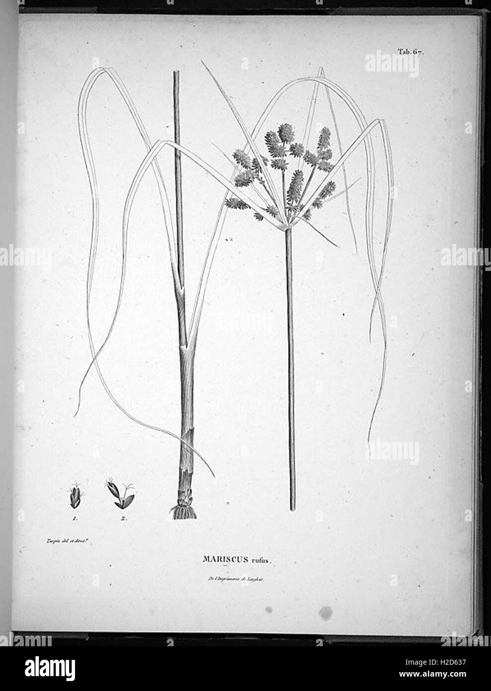 A botanical illustration from 'Nova genera et species plantarum ...