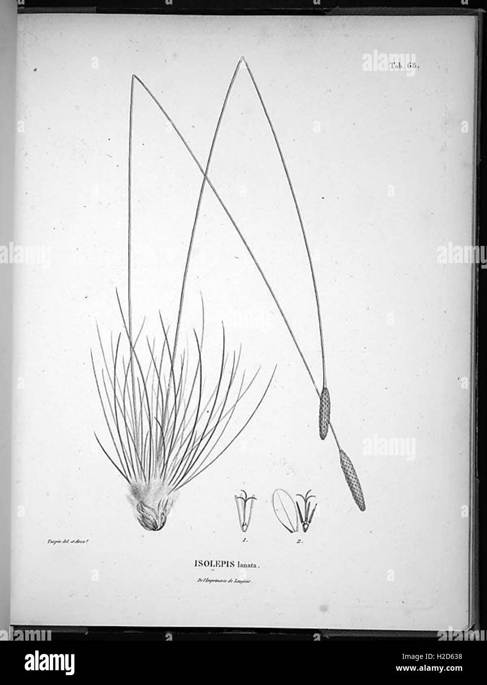 'Nova Genera et Species Plantarum' is a botanical work describing new ...