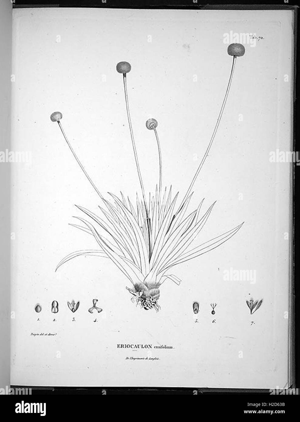 This botanical work introduces new plant genera and species, presenting ...