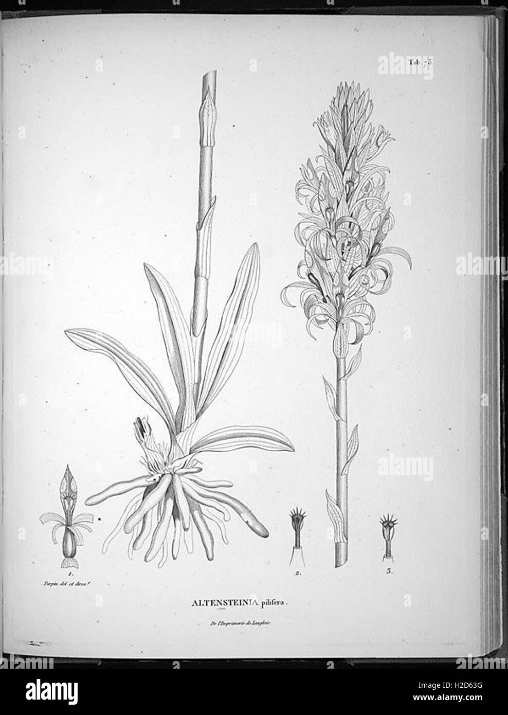 A botanical work documenting new plant genera and species, with a focus ...