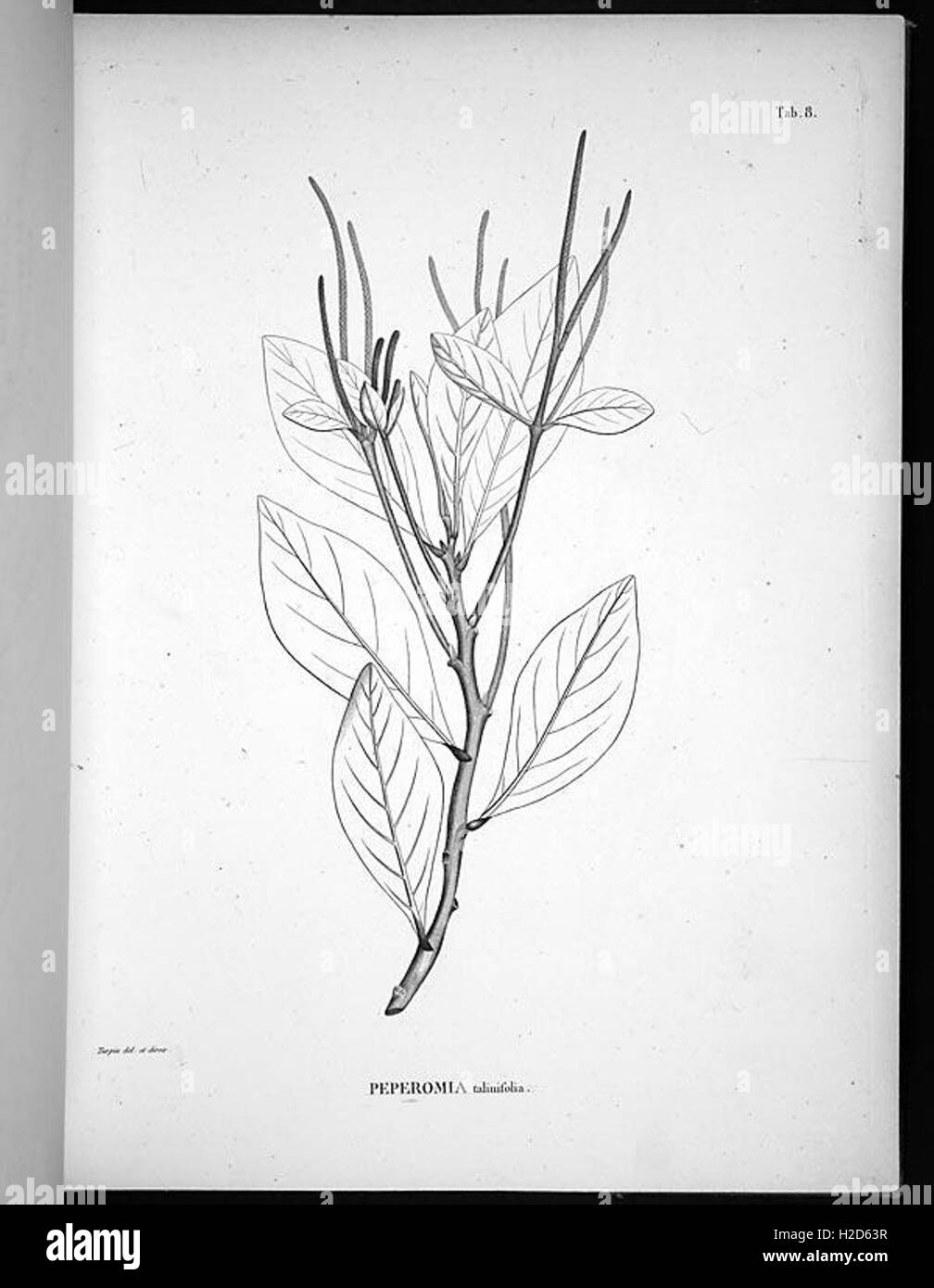 This botanical work introduces new plant genera and species, offering ...