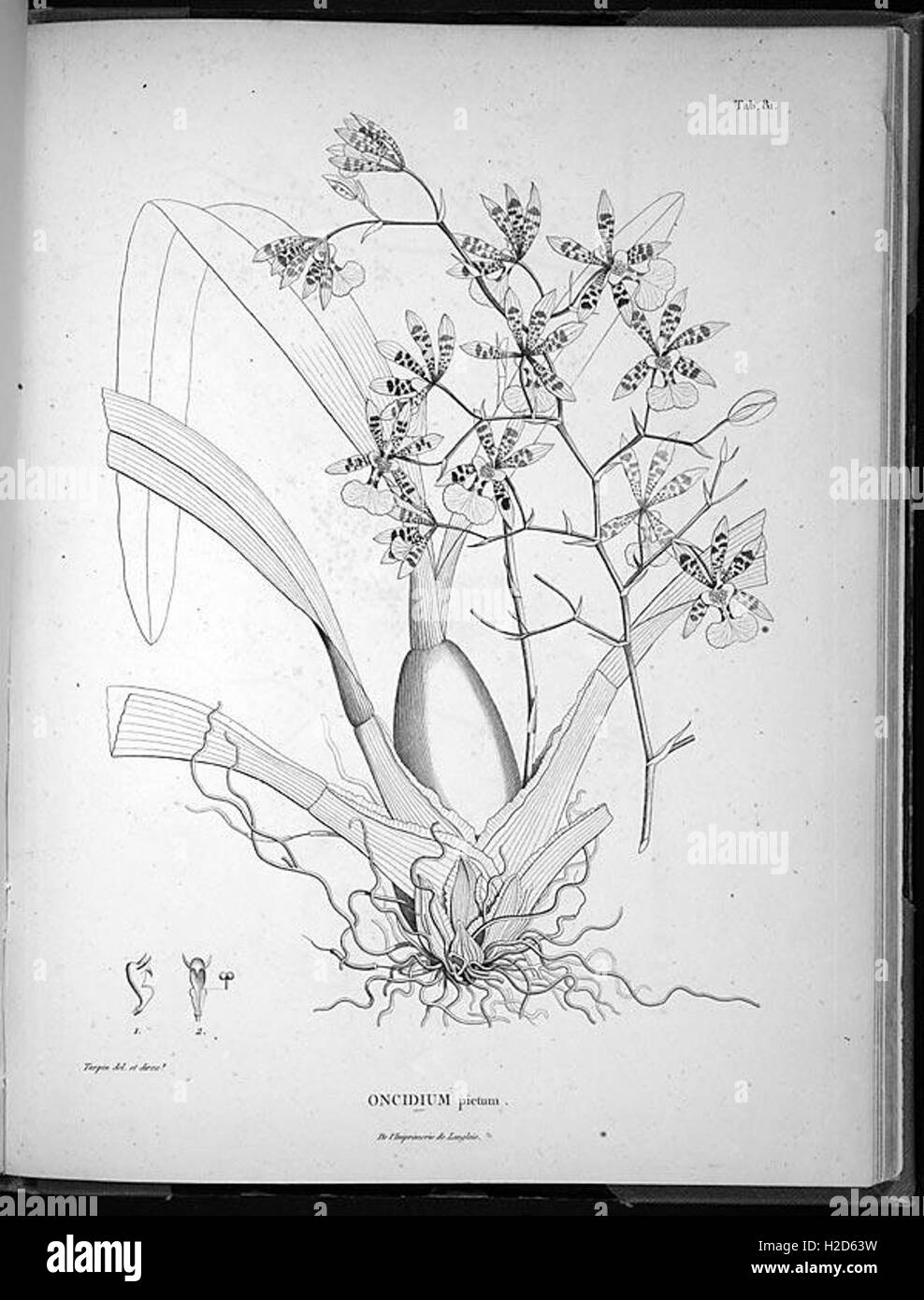 This work focuses on new genera and species of plants, providing ...