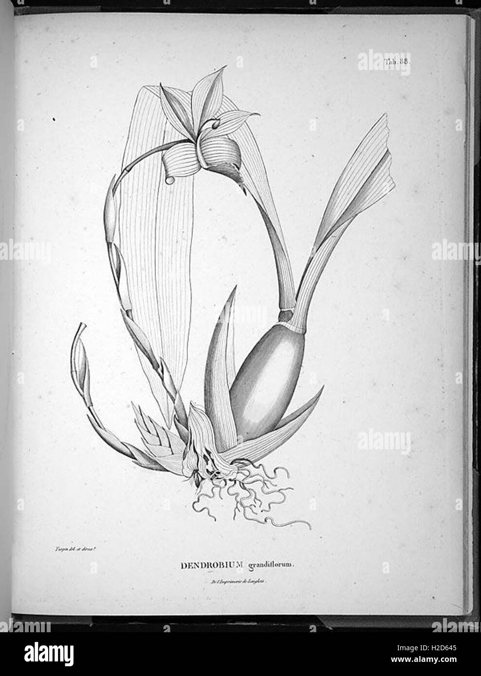 This work introduces new plant genera and species, contributing to the ...
