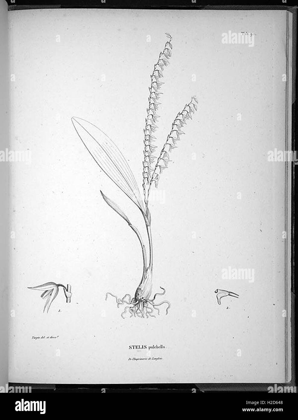 This botanical work, 'Nova genera et species plantarum', showcases a ...