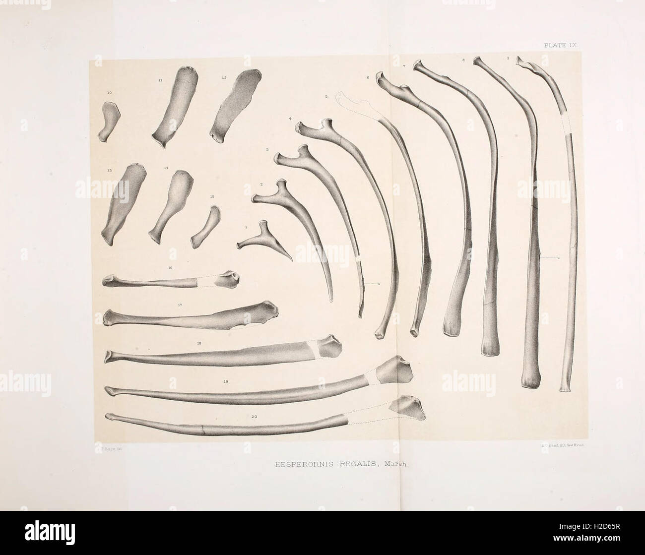 This monograph on the extinct Odontornithes species focuses on the ...