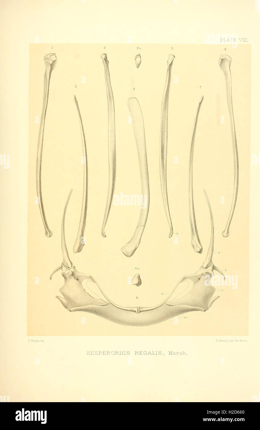 This monograph provides a detailed examination of extinct birds from ...