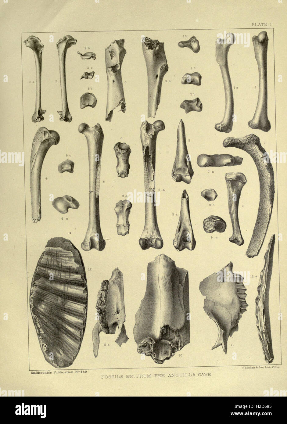Animal bones cave hi-res stock photography and images - Alamy