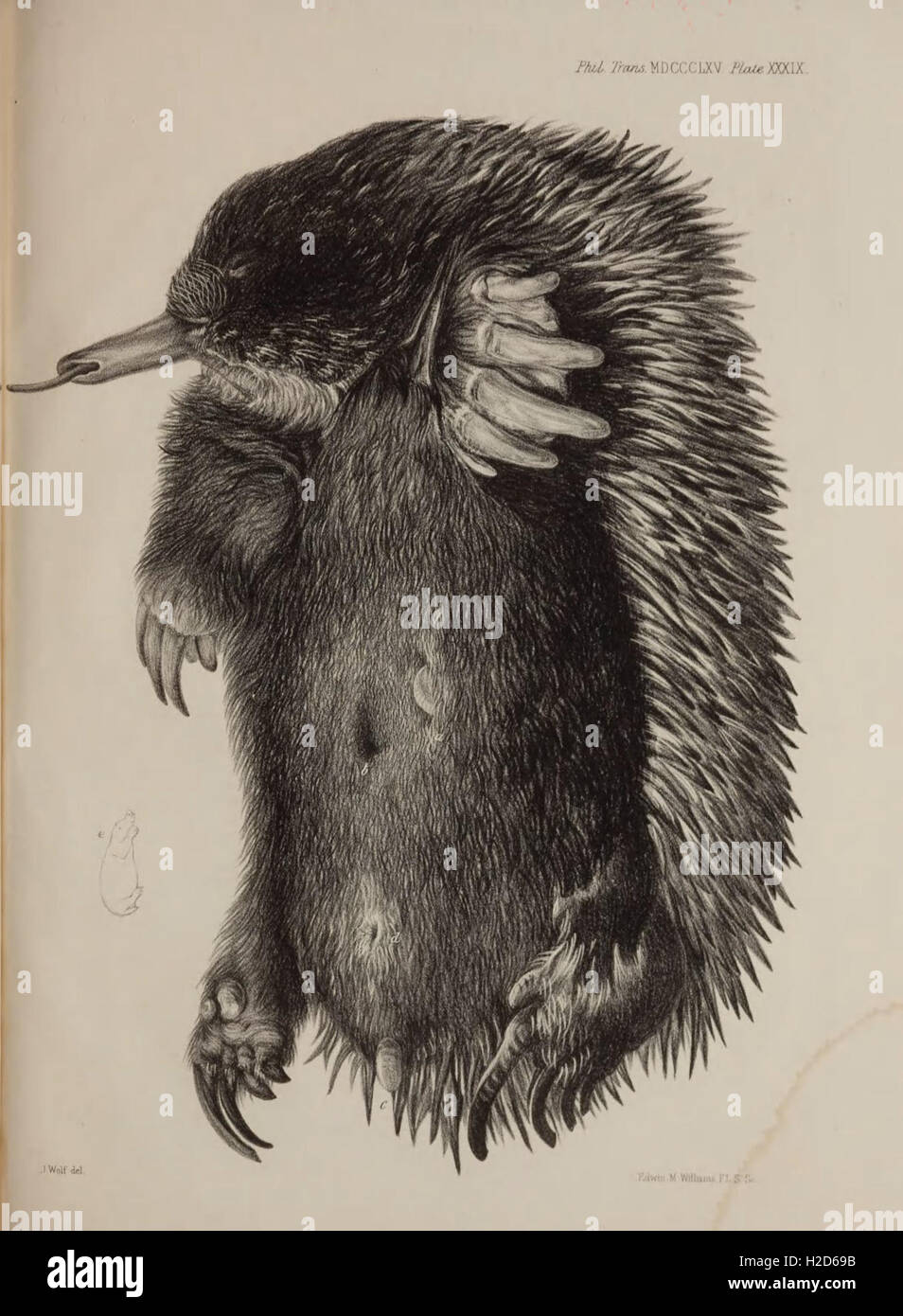 This study explores the unique reproductive biology of the Echidna ...