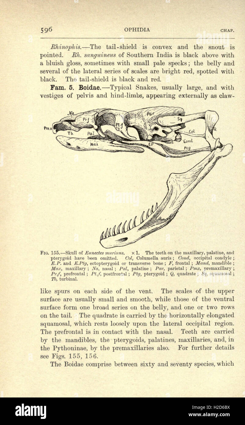 A scientific text focusing on amphibians and reptiles, offering ...