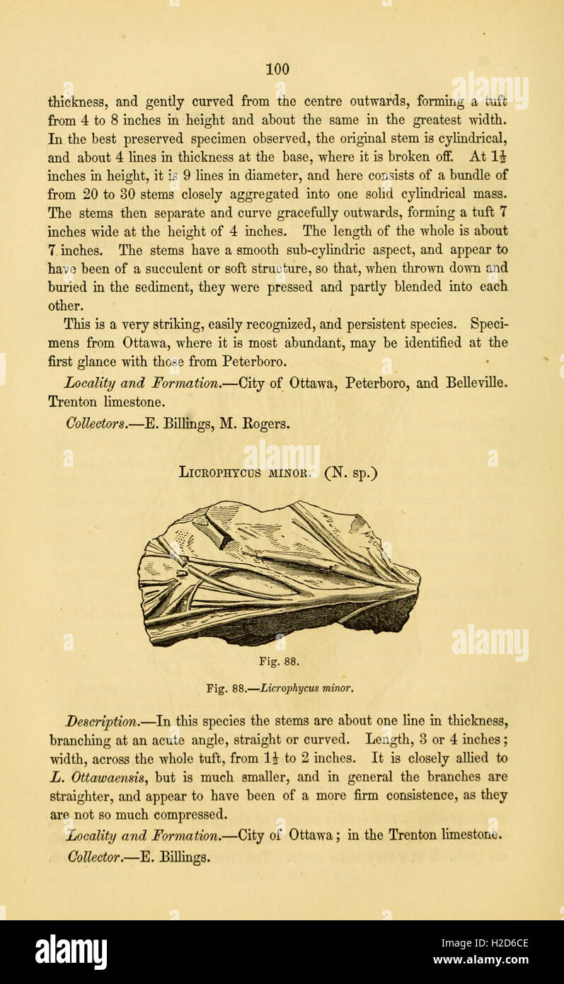 This work presents detailed descriptions and illustrations of fossils ...
