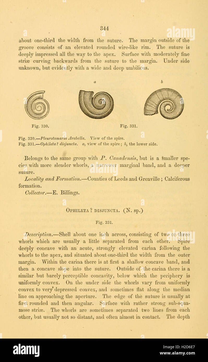 A detailed study of Paleozoic fossils, focusing on species from the ...