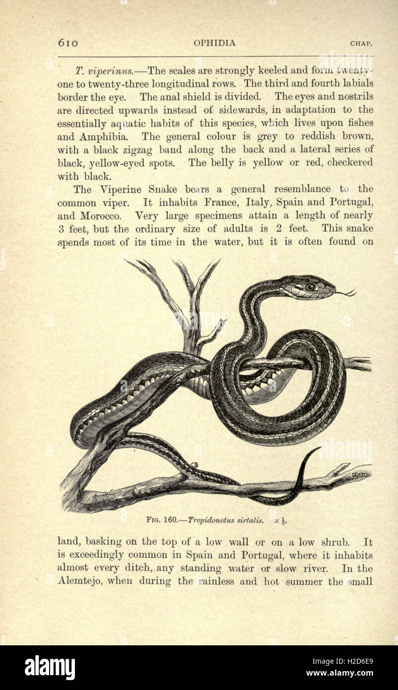 An extended examination of amphibians and reptiles, with additional ...