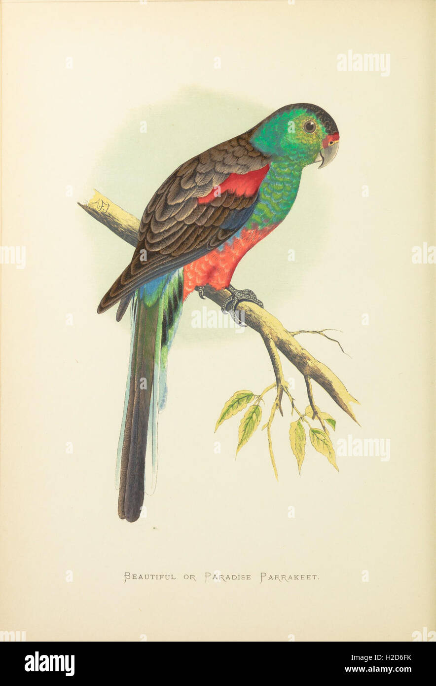 This volume explores the conditions, care, and behavior of parrots kept ...