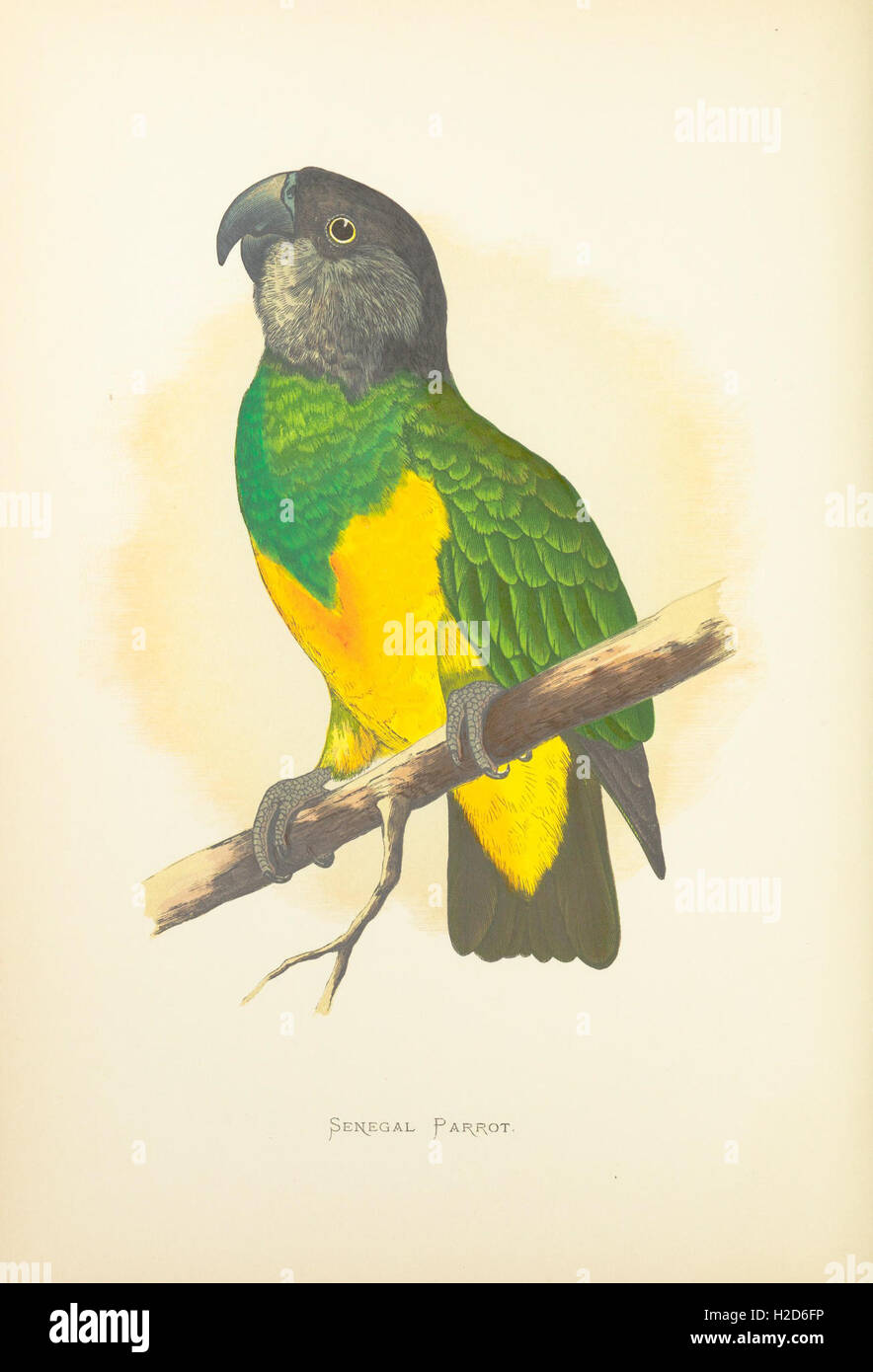 This volume explores the care, behavior, and breeding of parrots kept ...