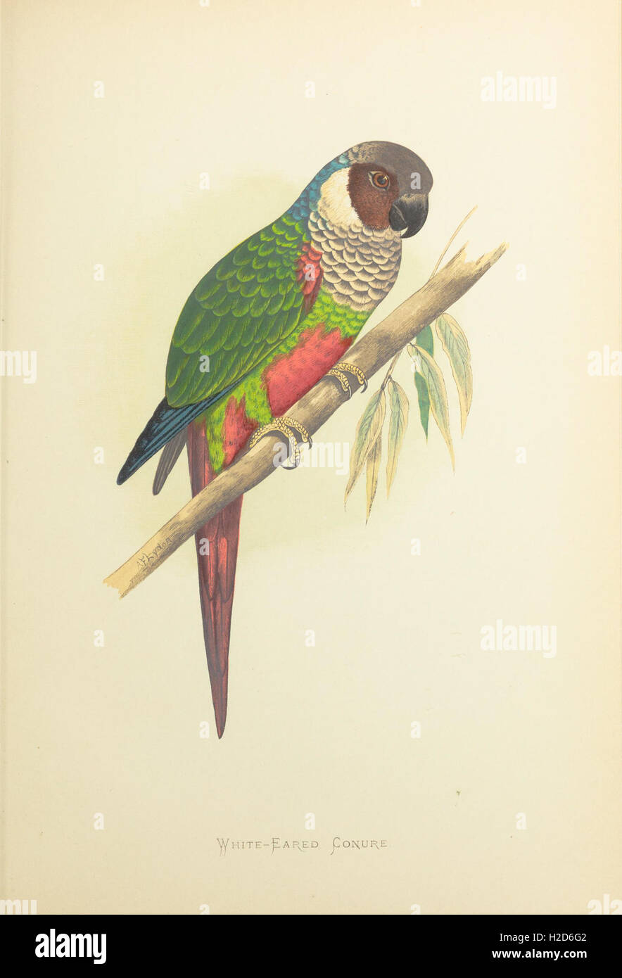 This volume discusses the care, behavior, and breeding of parrots in ...