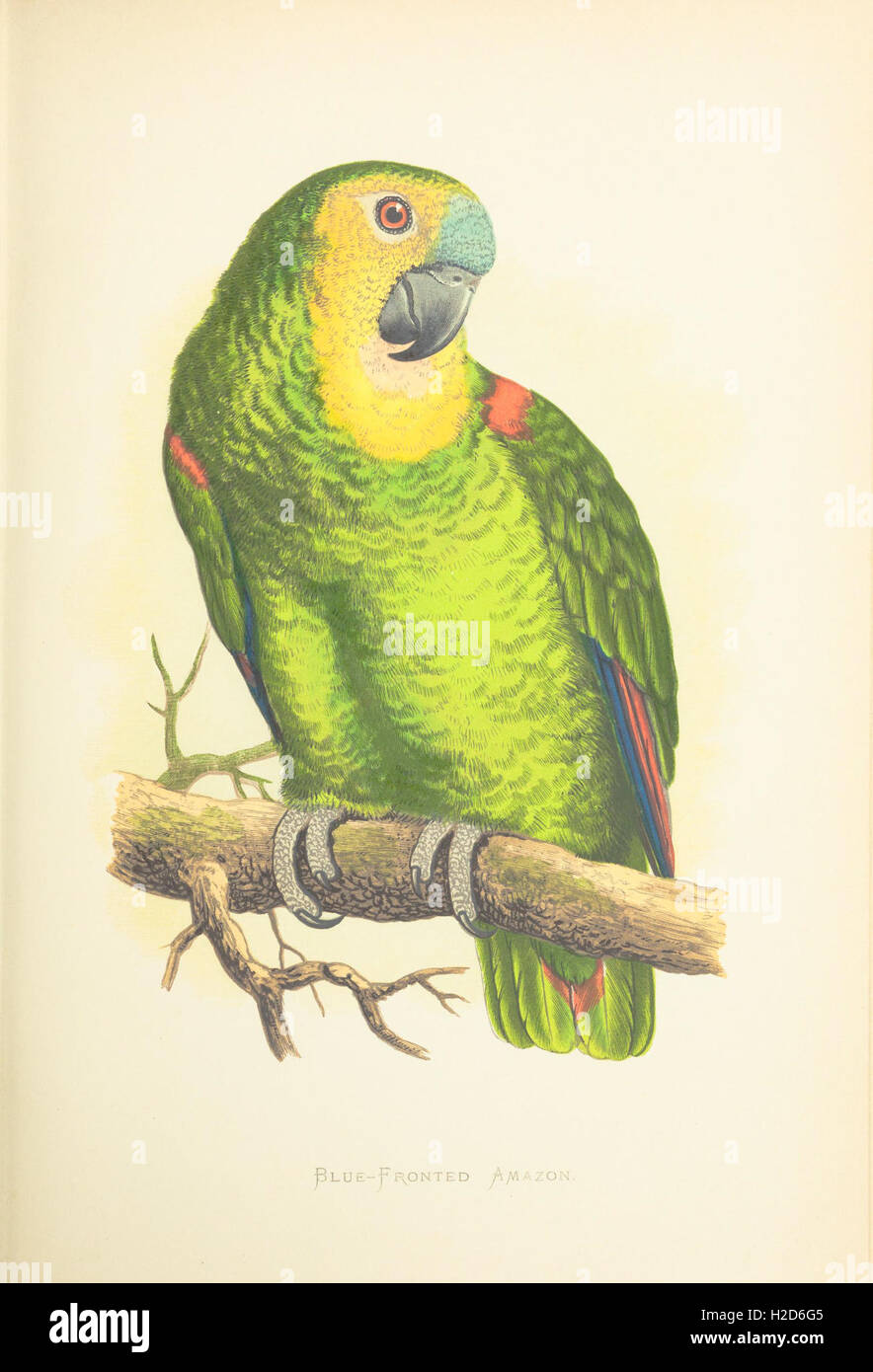 This volume discusses the care, breeding, and behavior of parrots in ...