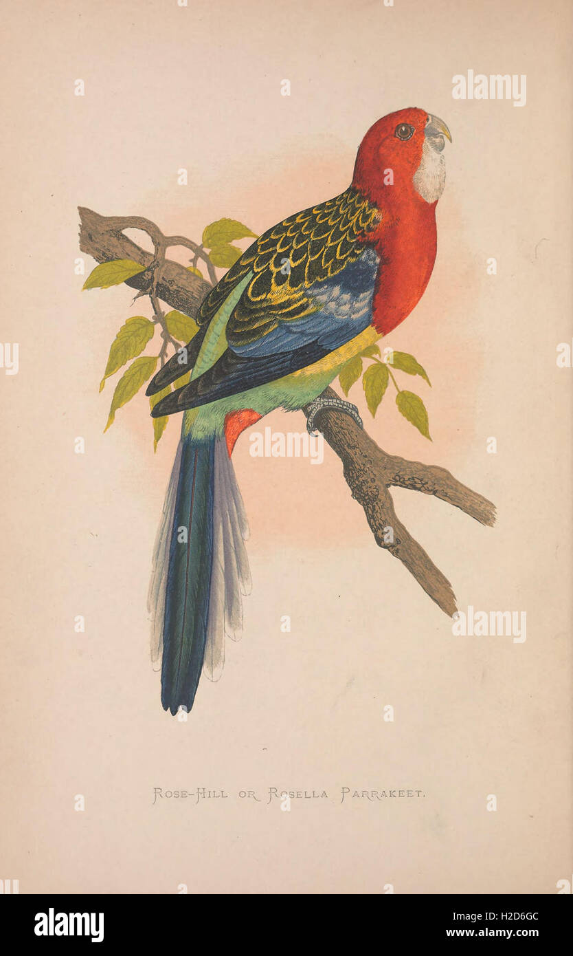 This plate depicts various species of parrots kept in captivity ...