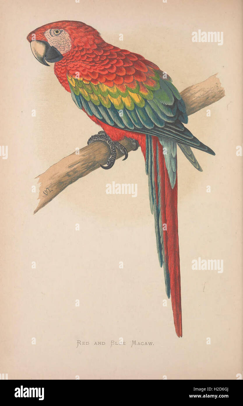 Parrots in captivity (PL. 16 Stock Photo - Alamy